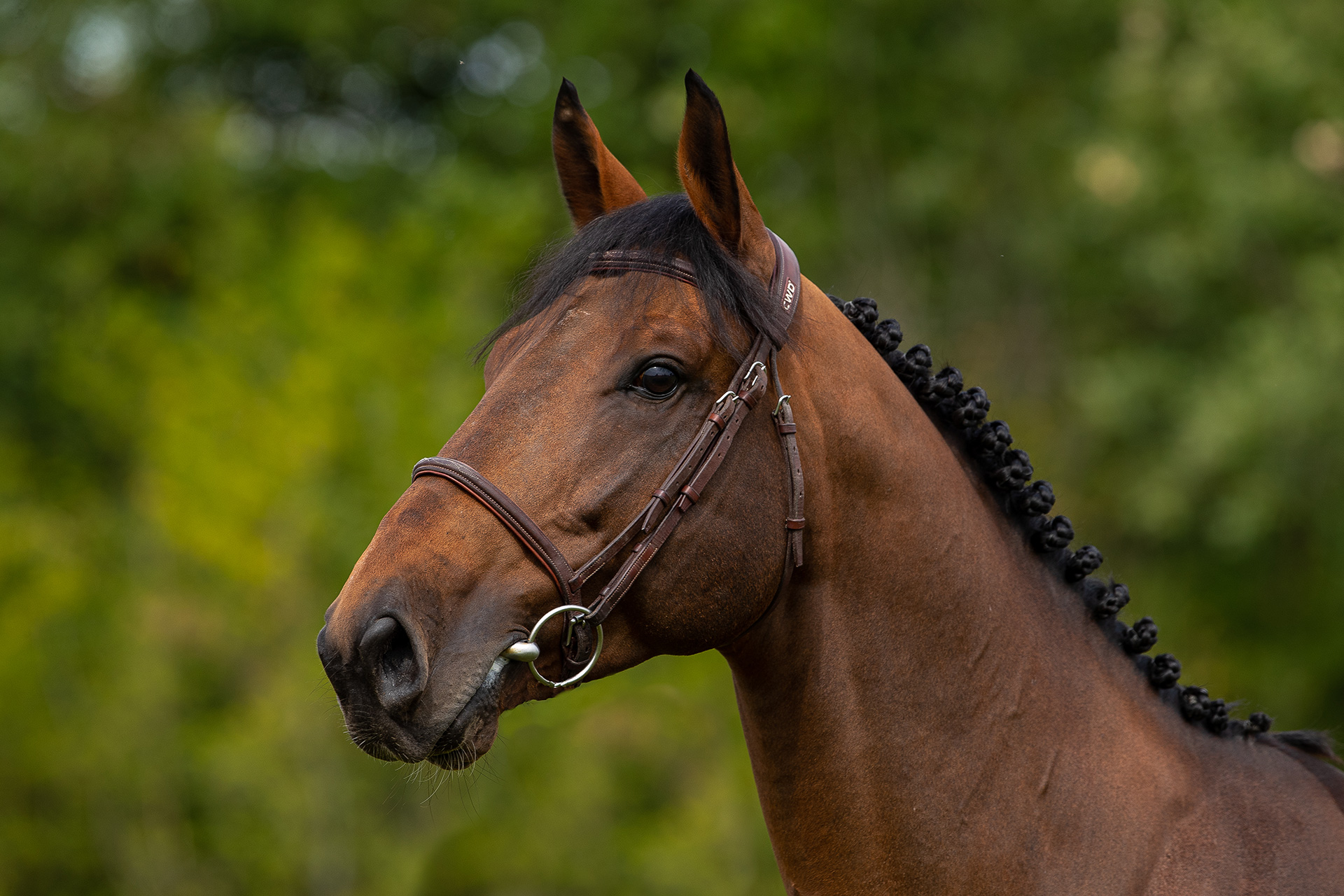 Accueil Chev'el | Elevage Et Préparation De Chevaux
