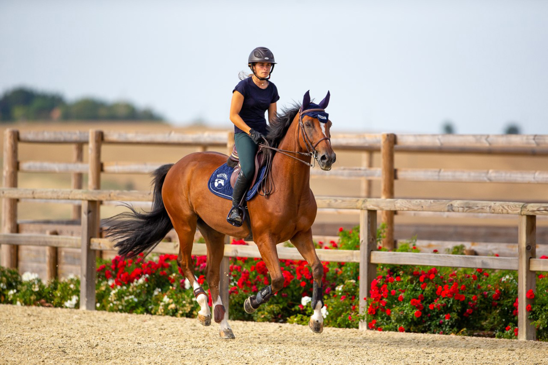 Accueil Chev'el | Elevage Et Préparation De Chevaux